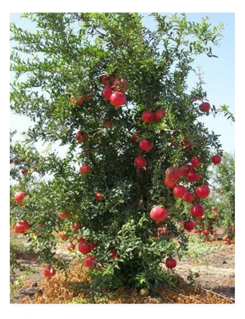 nar, nar fidanı, hicaz nar, hicaz nar fidanı, meyve fidanı